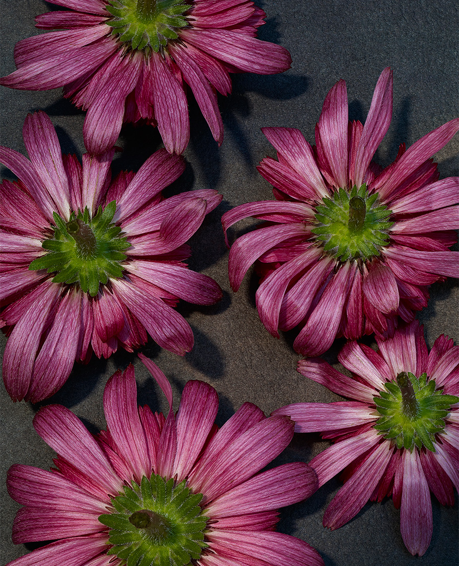 Gabriella Imperatori-Penn